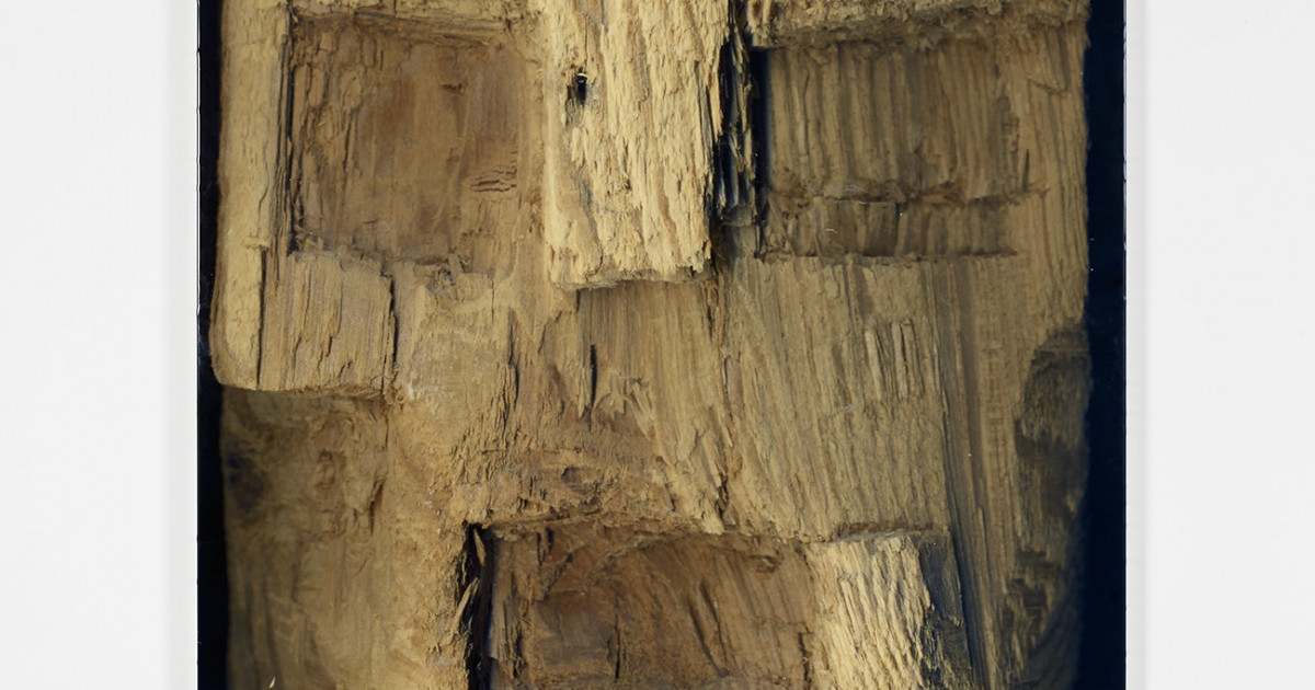 Fitzpatrick Gallery | Stag Nation — Lucie Stahl